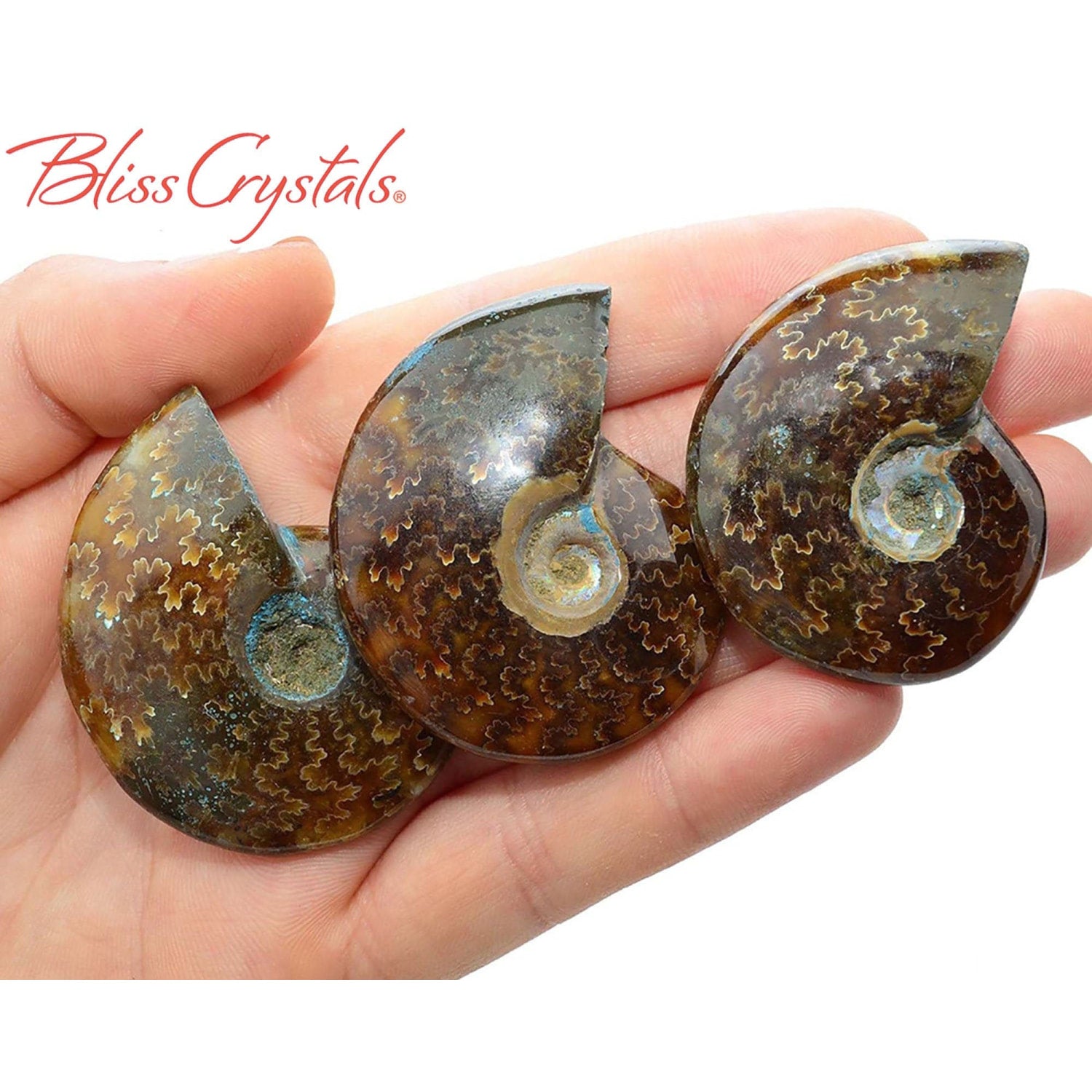 Large Sutured Ammonite and Nautilus Fossil Shell – Bliss Crystals