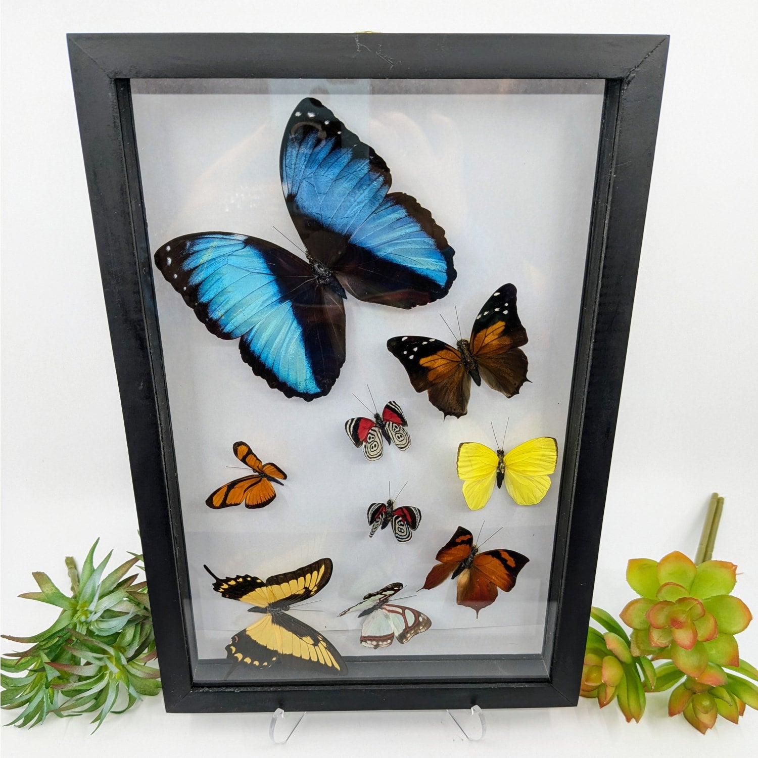 9 Butterfly Vertical Sweep in Frame B007 Home Decor – Bliss Crystals
